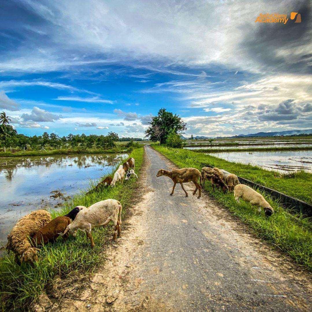 Kelas Online Smartphone Photography Terbaik di Malaysia – Saiful Nang ...